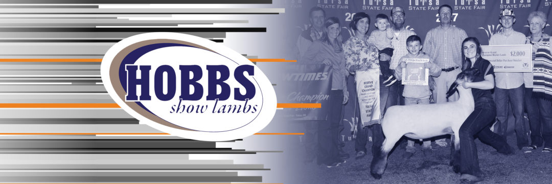 Home » Hobbs Show Lambs