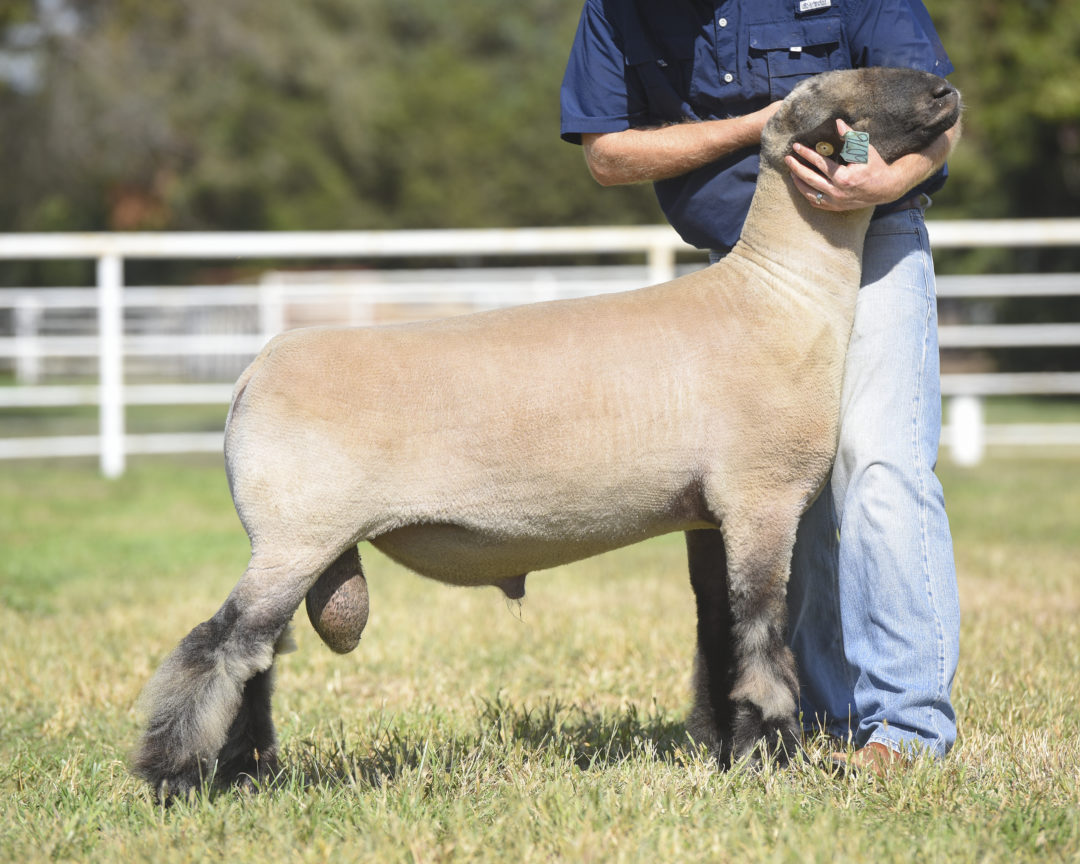 Sires » Hobbs Show Lambs