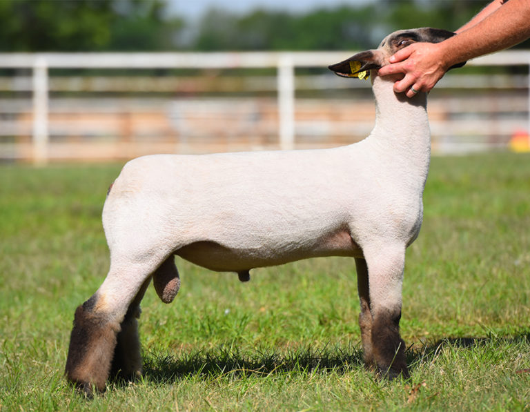 Sires » Hobbs Show Lambs