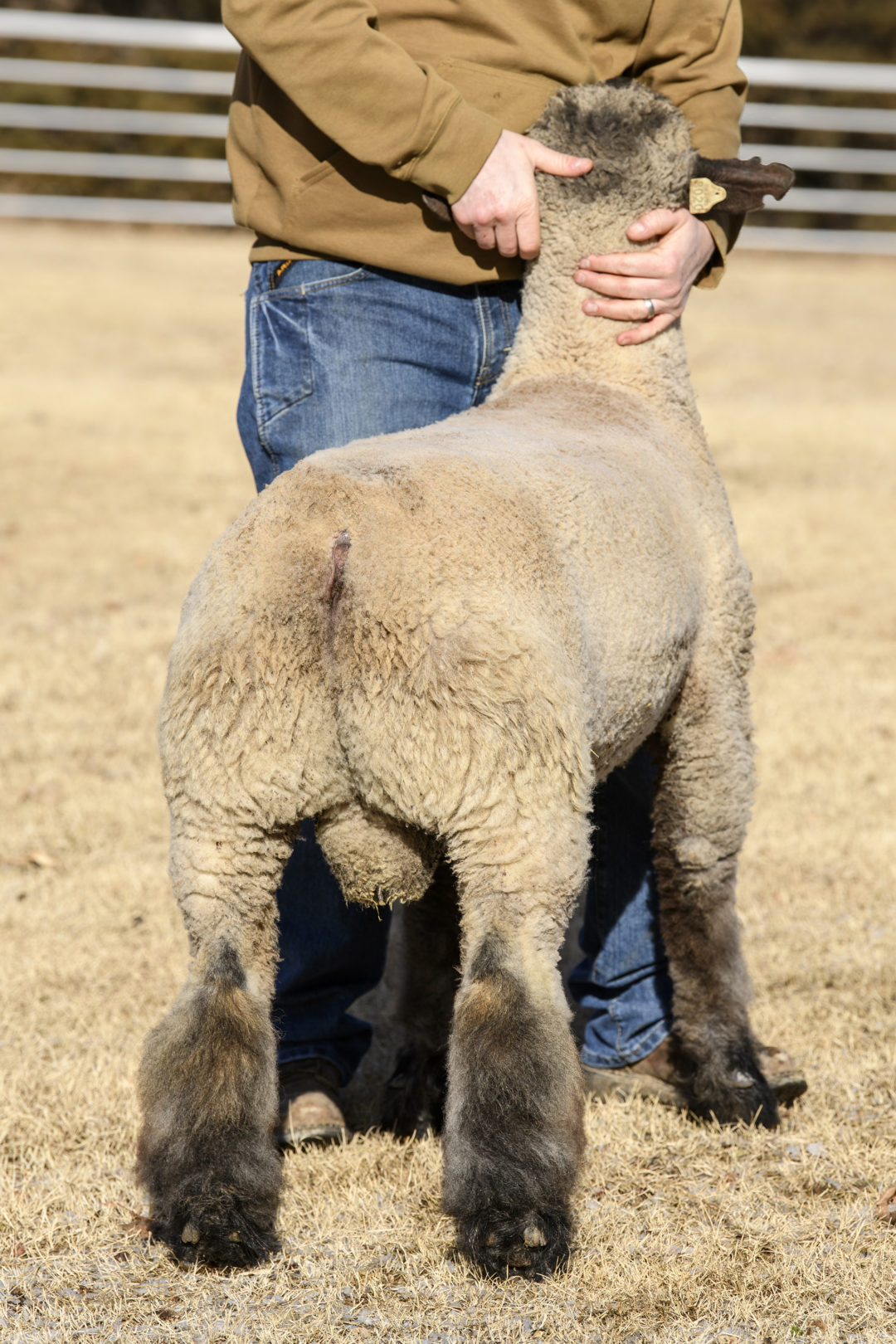 Sires » Hobbs Show Lambs