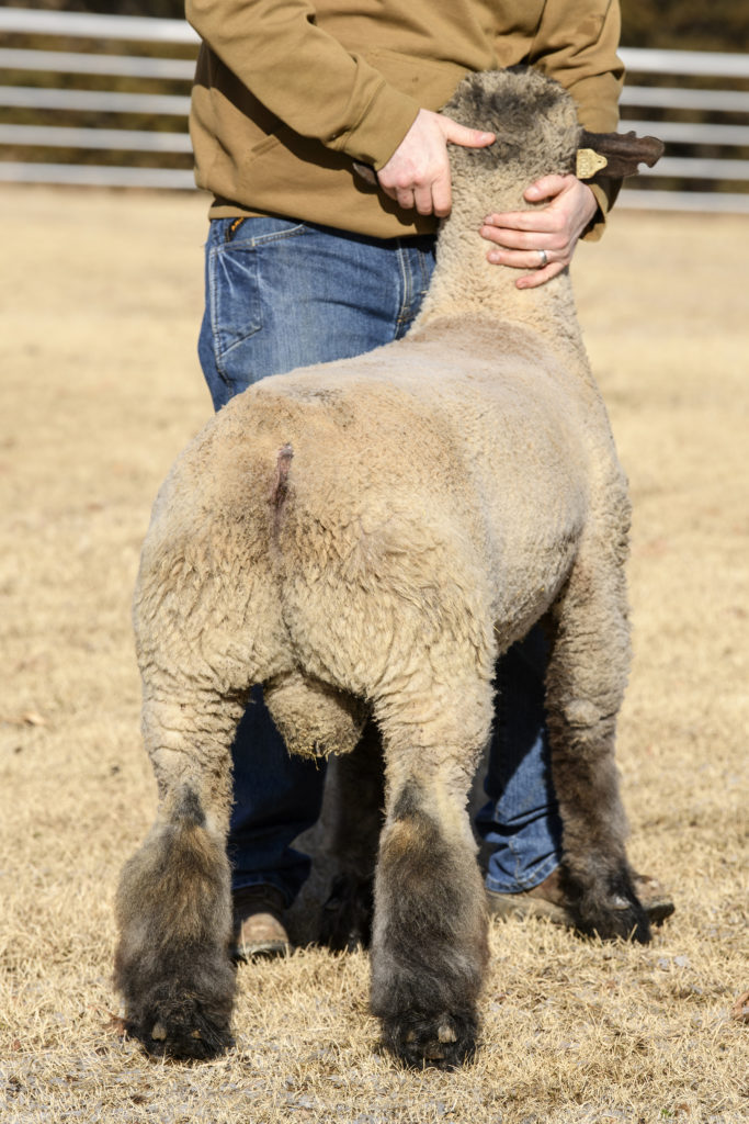 Sires » Hobbs Show Lambs