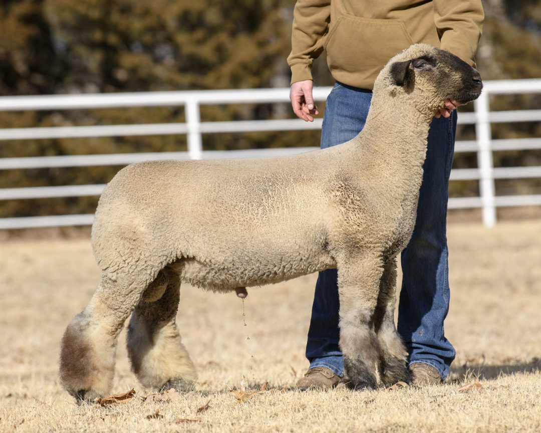 Sires » Hobbs Show Lambs